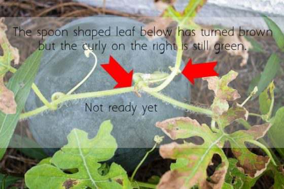 When to Harvest Watermelon - My Life Abundant