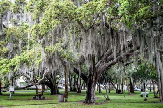 The Rich Heritage of Tarpon Springs - My Life Abundant