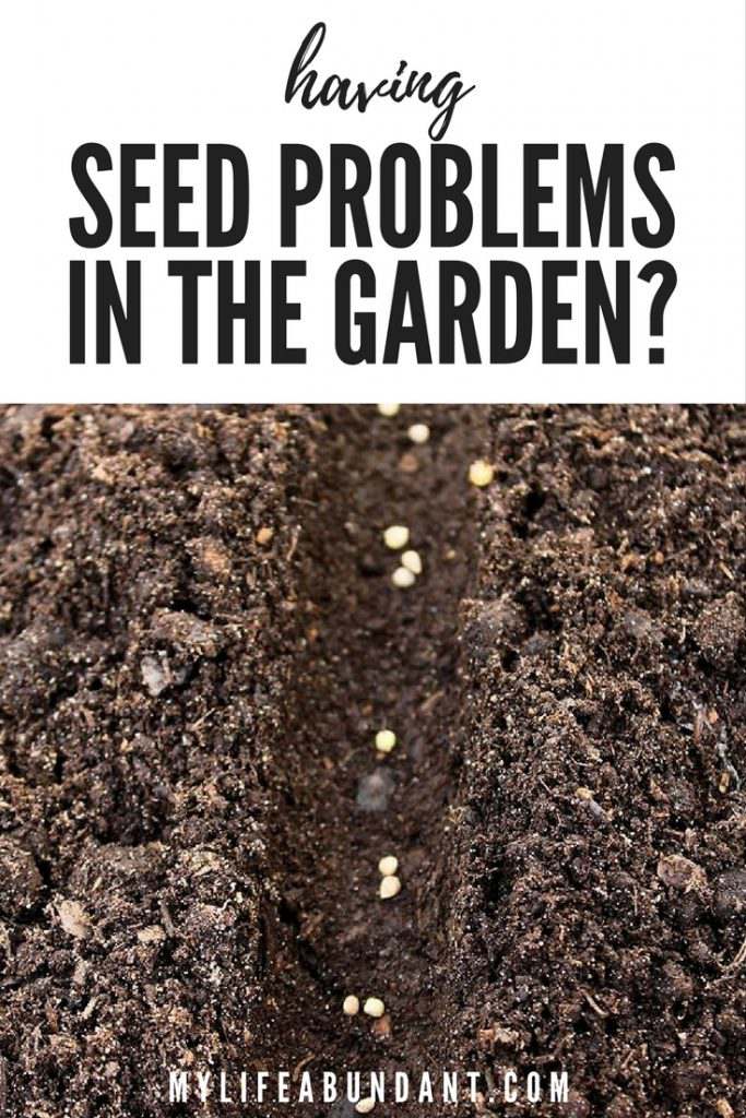 Seed Problems in the Garden? - My Life Abundant