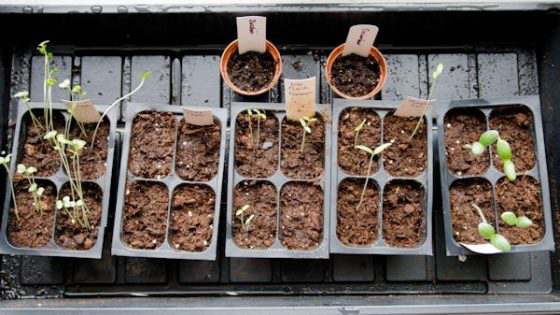 Seed Problems in the Garden? - My Life Abundant