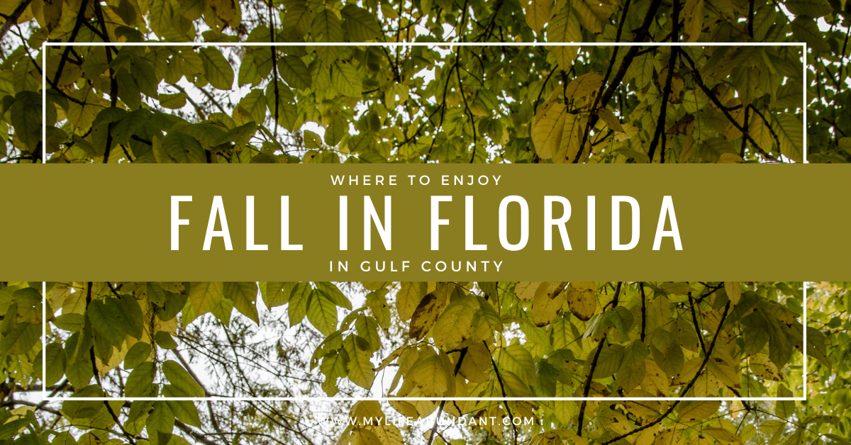 Where to Enjoy Fall in Florida - My Life Abundant