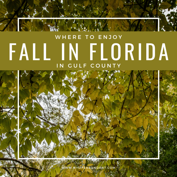 Where to Enjoy Fall in Florida - My Life Abundant